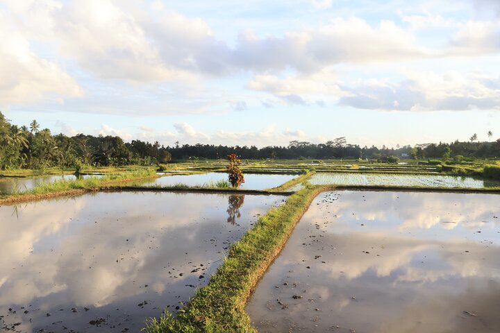 The Best Classic VW Tour In Bali