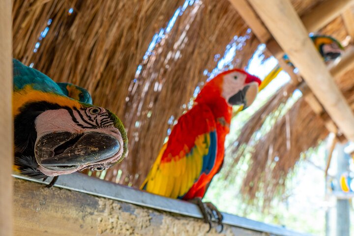 Full Day Tour to the Playa Blanca National Aviary and Plankton