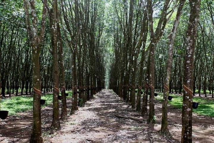 Shore Excursions Tea Plantation from Colombo Port Passenger Jetty