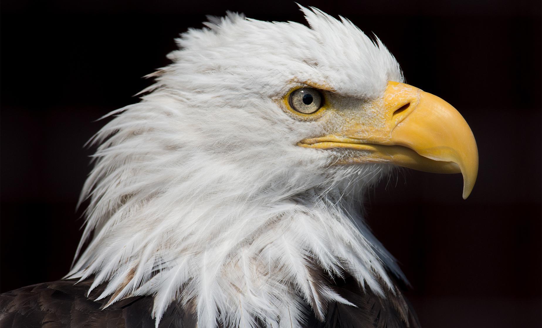 Rainforest Sanctuary Raptor Center and Totems from Ward Cove